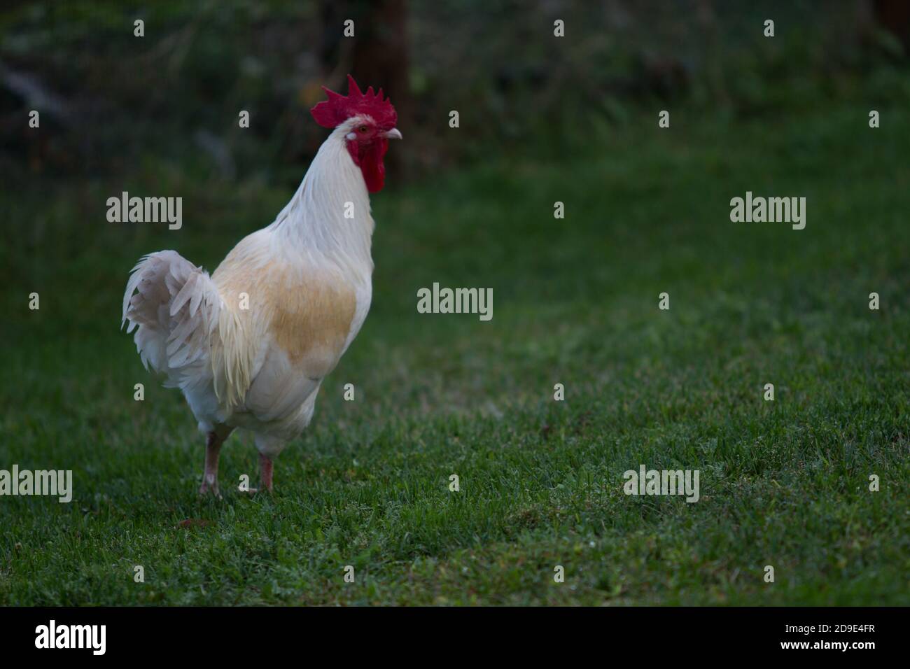 A rooster in the wild field Stock Photo - Alamy