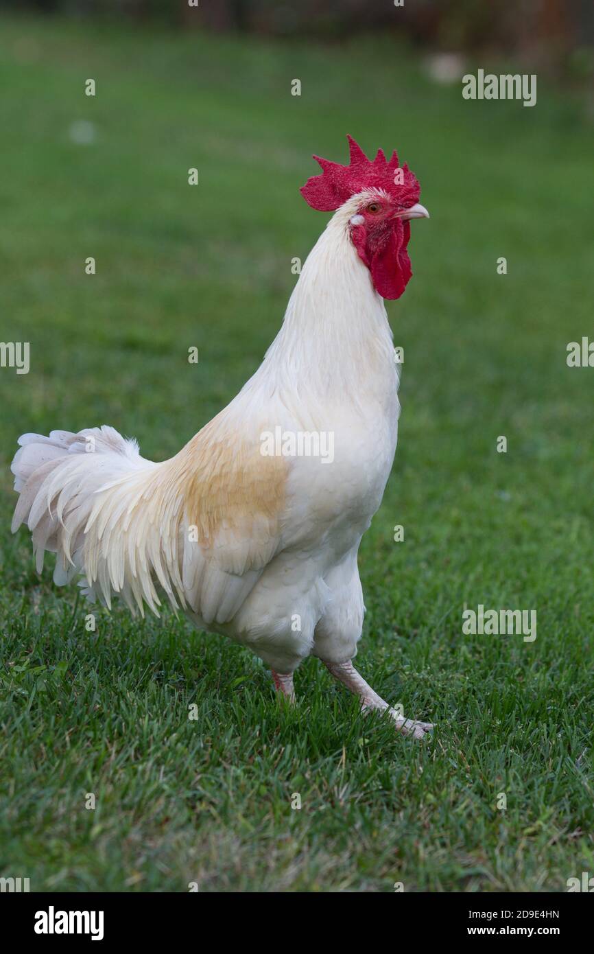 A rooster in the wild field Stock Photo - Alamy