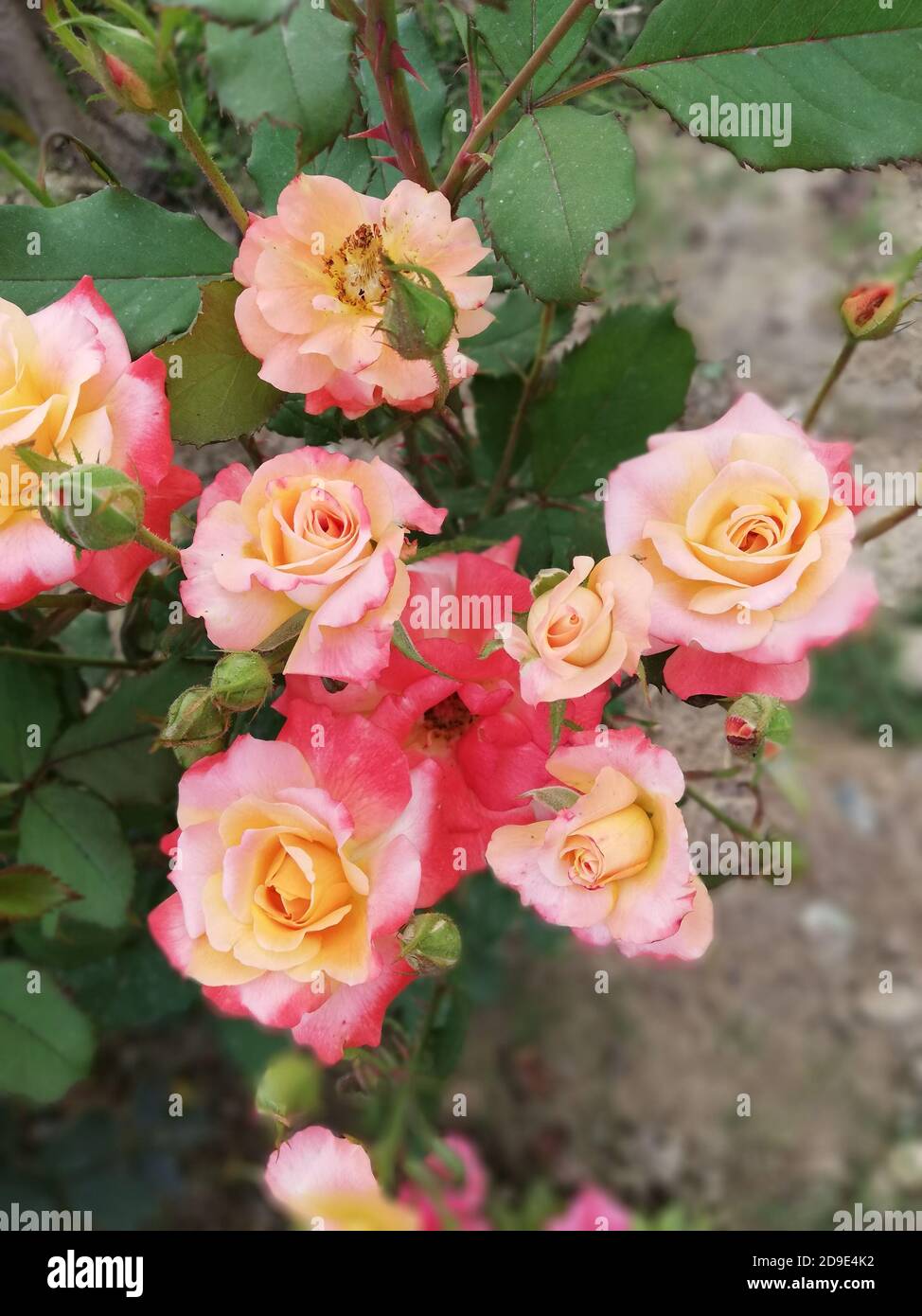 A rose Rosa is a woody perennial flowering plant of the genus Rosa, in ...