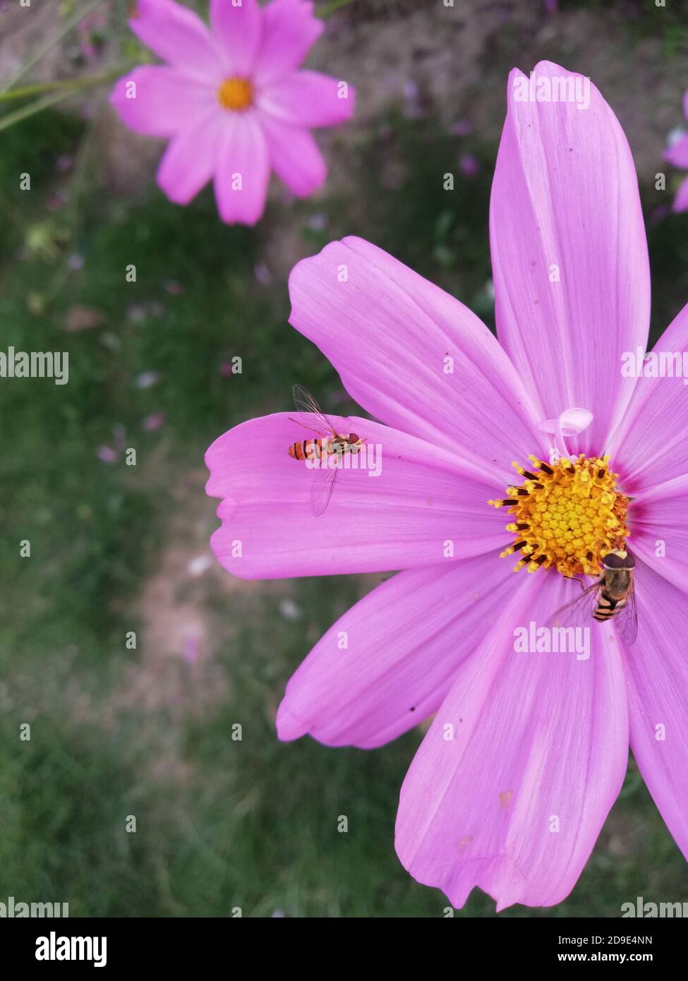 Cosmos is a genus of Asteraceae family , with the same common name of ...