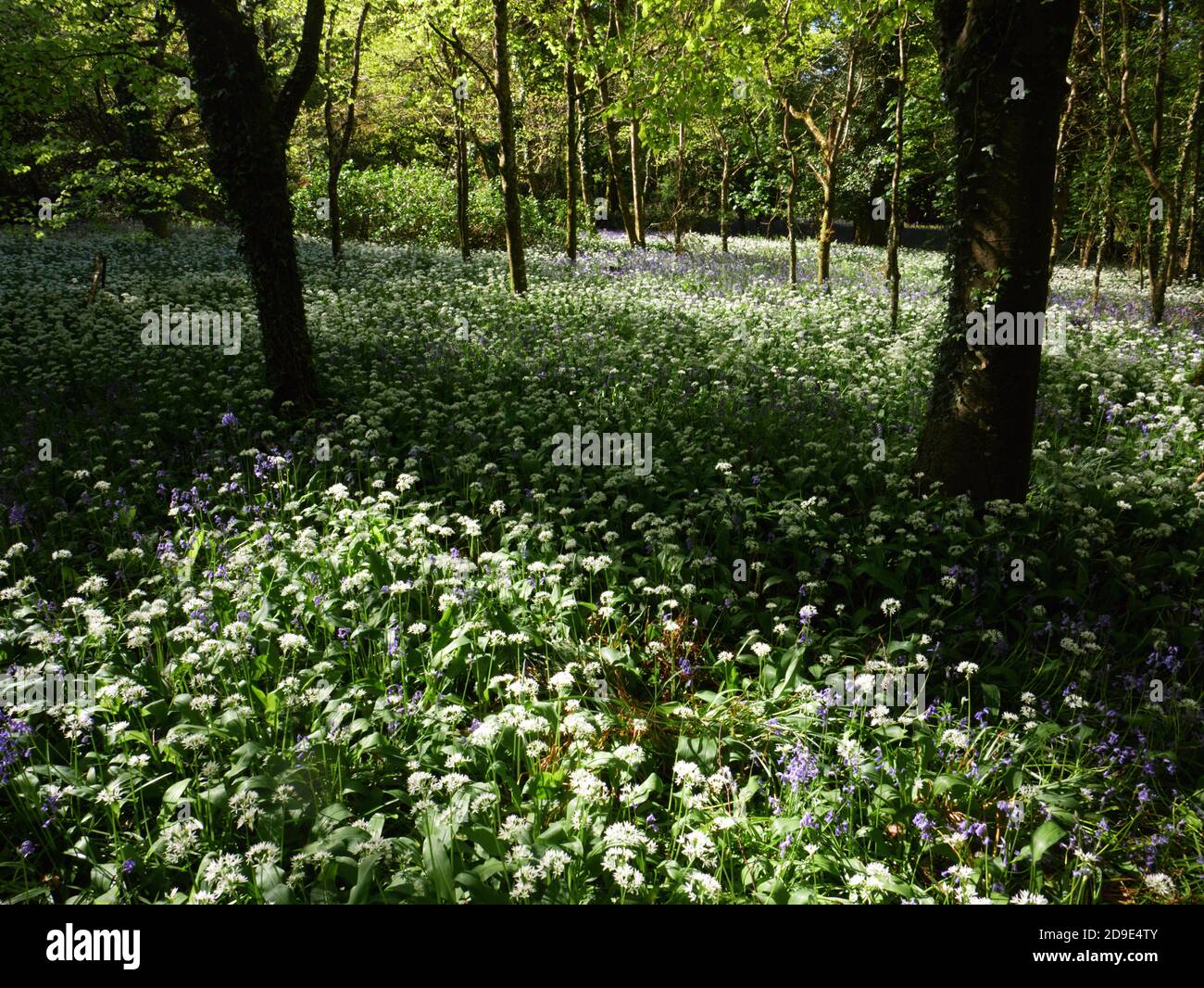 Penrice hi-res stock photography and images - Alamy