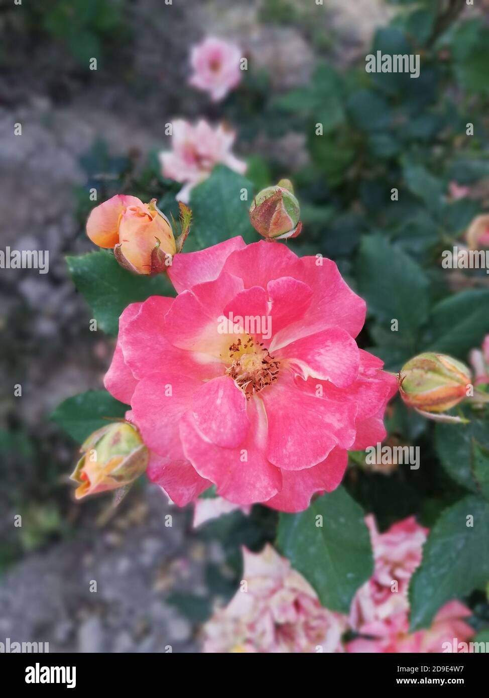 A rose Rosa is a woody perennial flowering plant of the genus Rosa, in ...