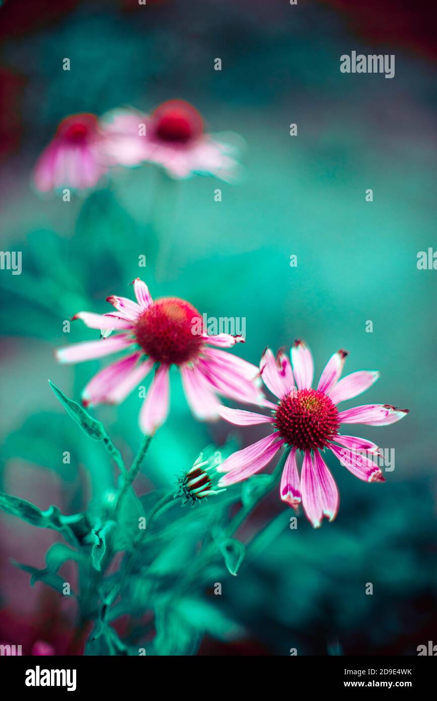 Magic flowers hi-res stock photography and images - Alamy