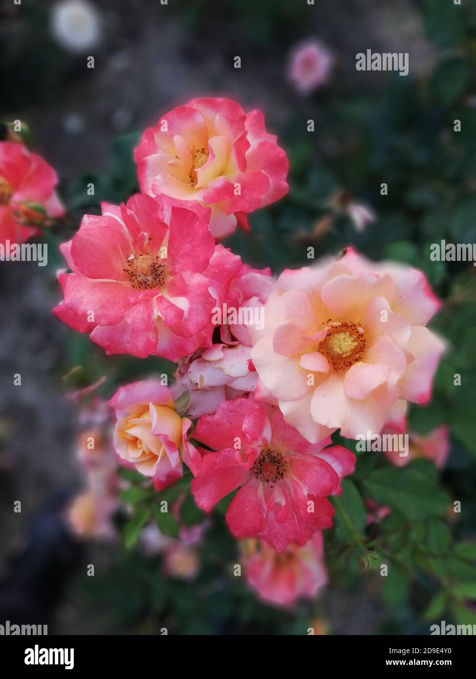 A rose Rosa is a woody perennial flowering plant of the genus Rosa, in ...