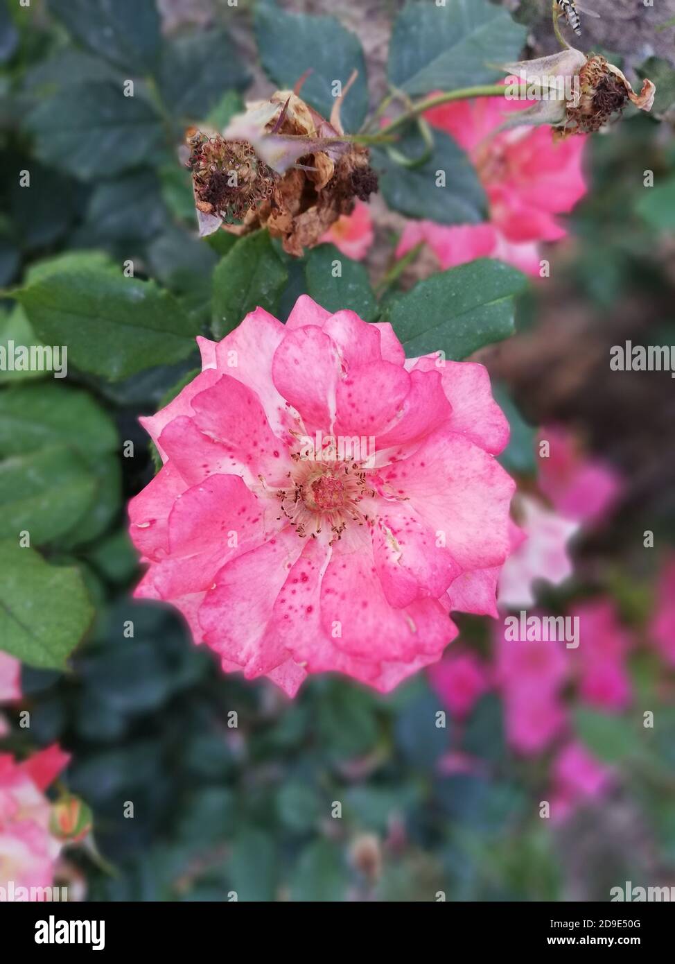 A rose Rosa is a woody perennial flowering plant of the genus Rosa, in ...