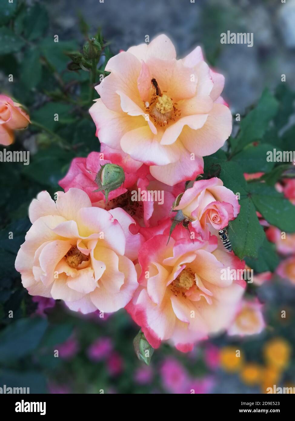 A rose Rosa is a woody perennial flowering plant of the genus Rosa, in ...