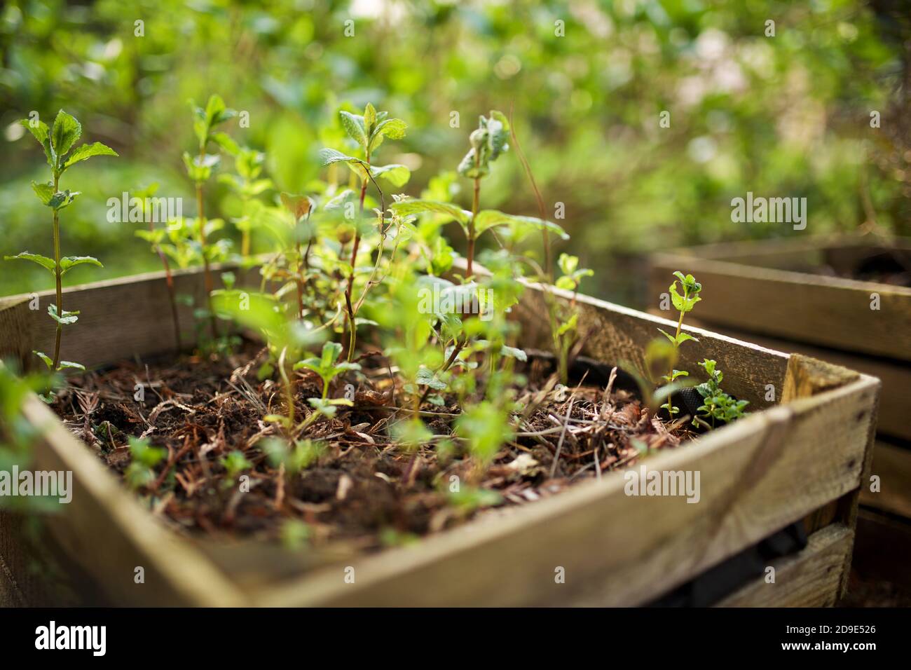 Growing in raised bed hi-res stock photography and images - Alamy