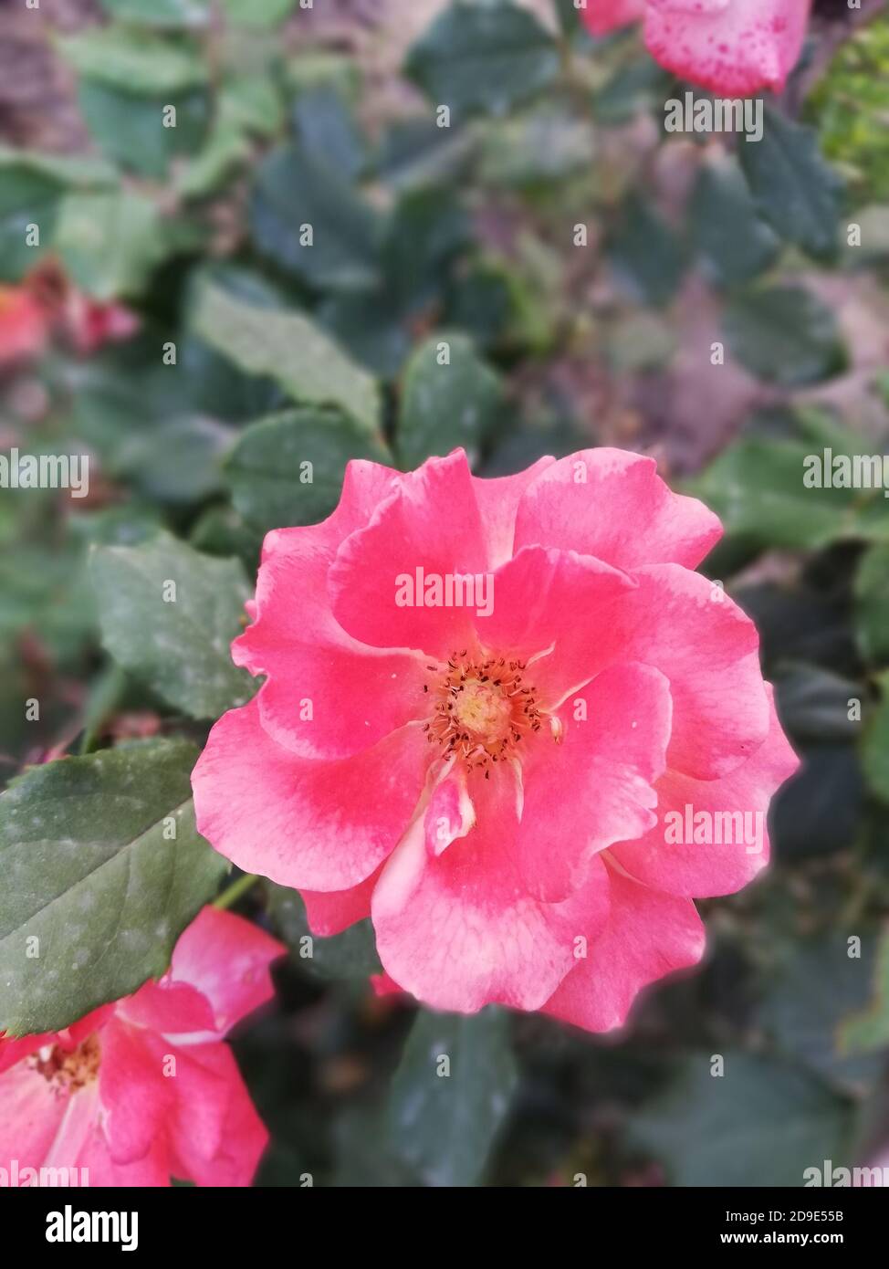 A rose Rosa is a woody perennial flowering plant of the genus Rosa, in ...