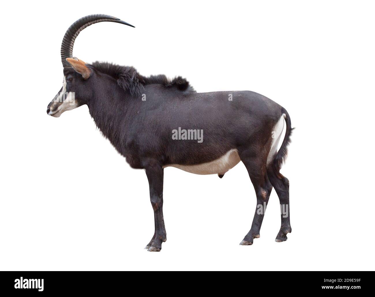 The sable antelope is an antelope which inhabits wooded savanna in East ...