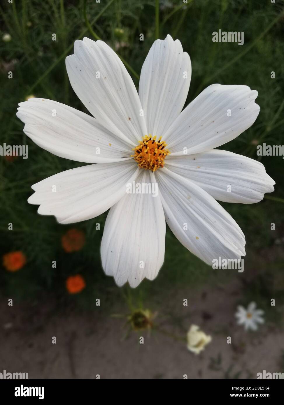 Cosmos is a genus of Asteraceae family , with the same common name of ...