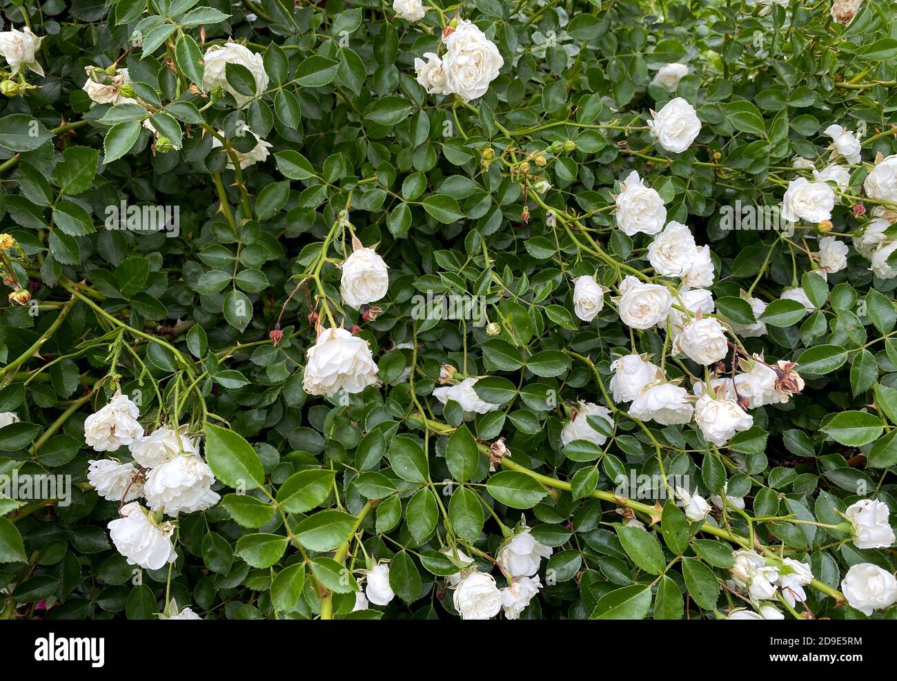 Small white roses bushes blooming on the road in garden. Beautiful ...