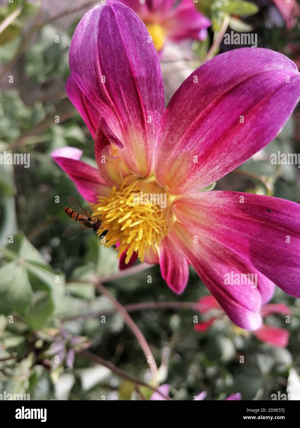 Wild dahlia mexico hi-res stock photography and images - Alamy