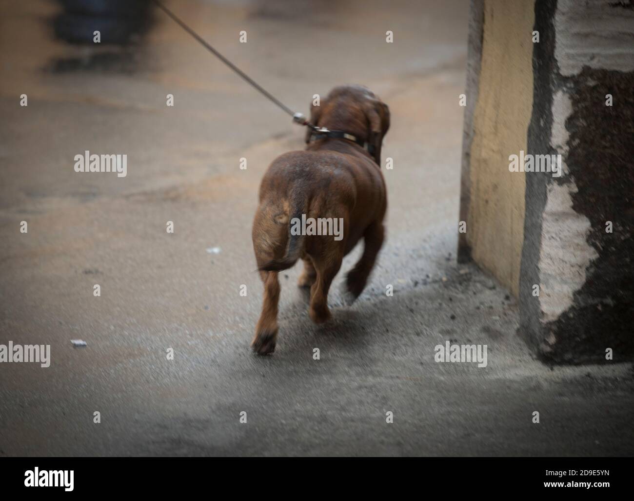 the pet owner taking the dog for a walk outside Stock Photo - Alamy