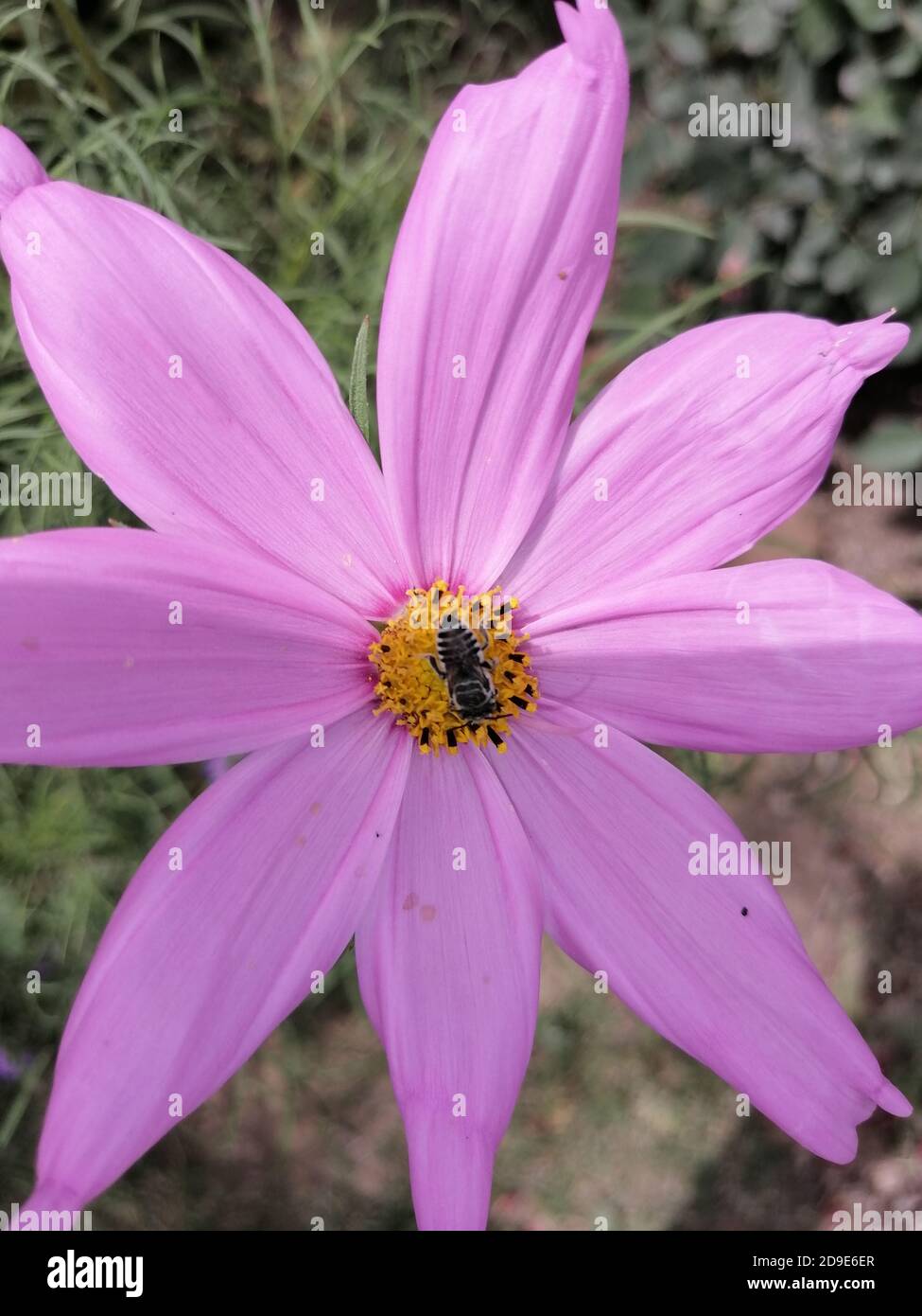 Cosmos is a genus of Asteraceae family , with the same common name of ...