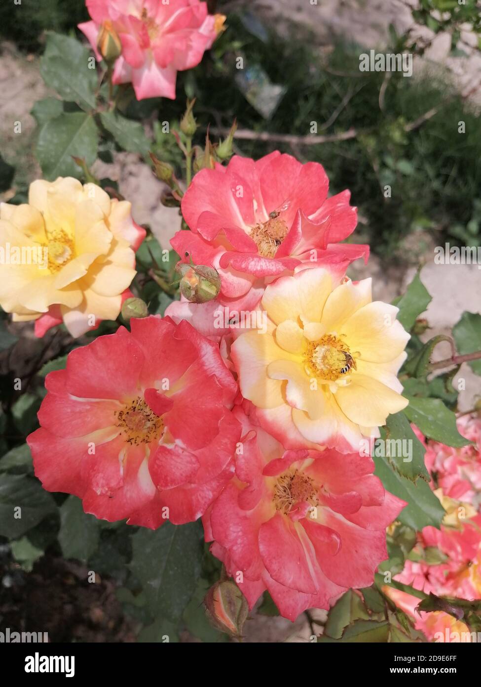 A rose Rosa is a woody perennial flowering plant of the genus Rosa, in ...