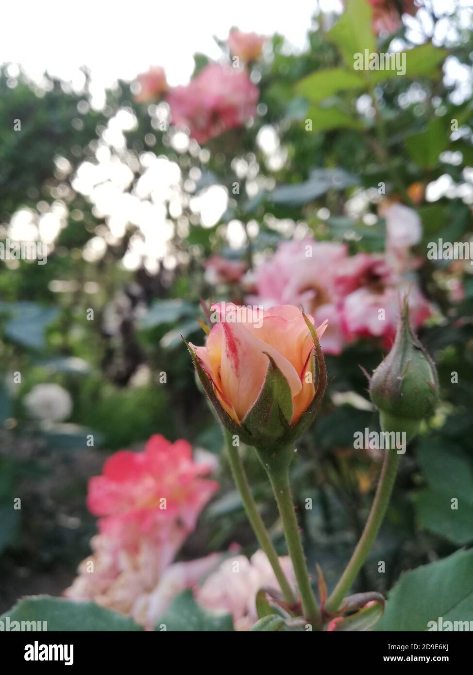 A rose Rosa is a woody perennial flowering plant of the genus Rosa, in ...