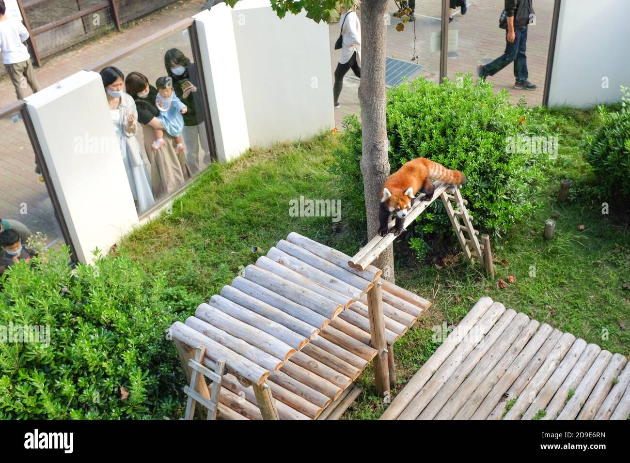 People watching a red panda at Kyoto Zoo in Kyoto, Japan Stock Photo ...