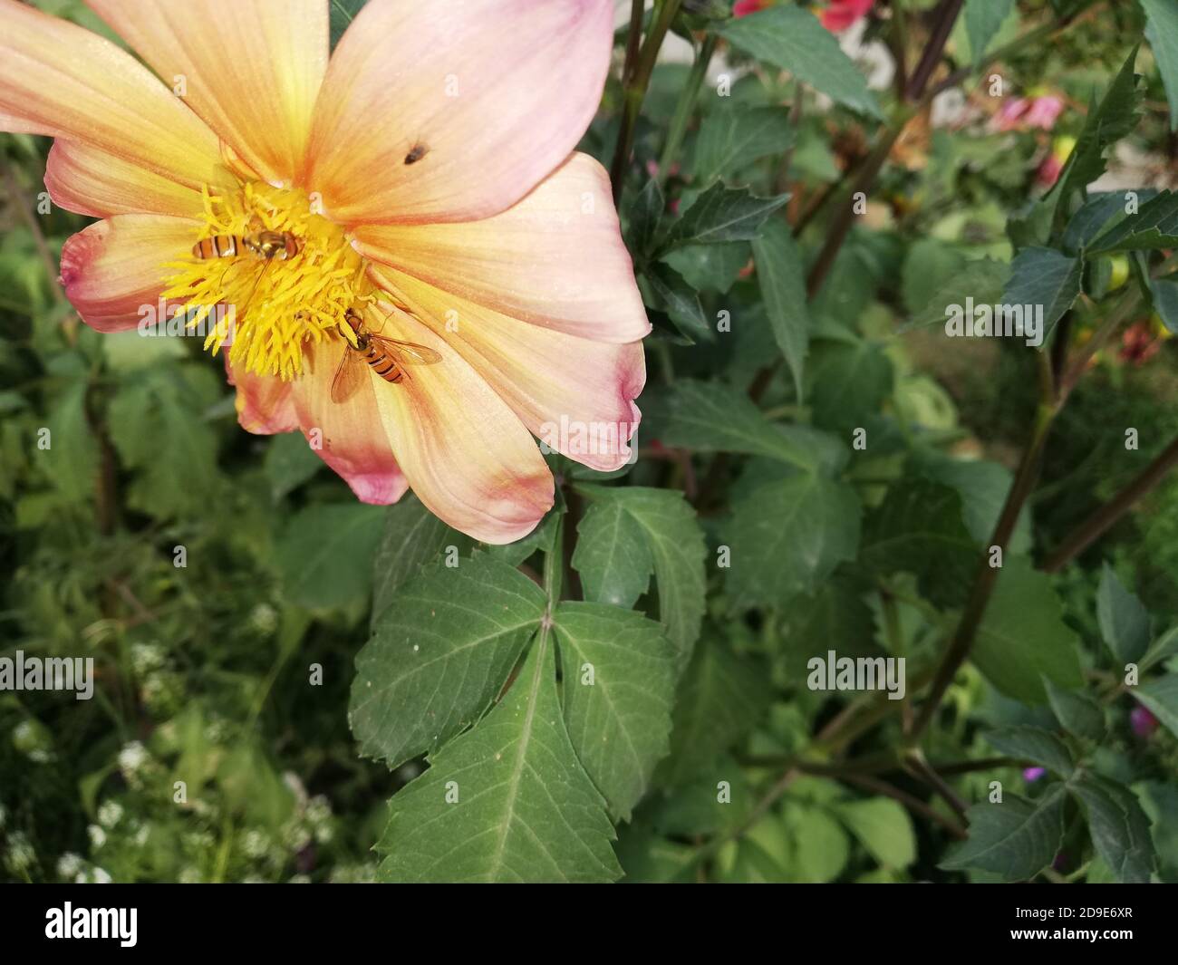 Dahlia is a genus of bushy, tuberous, herbaceous perennial plants ...