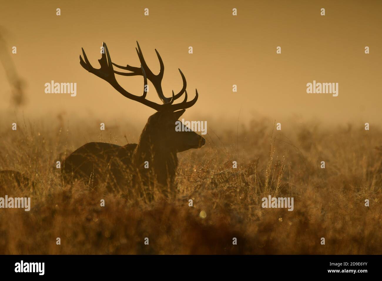 Face to face with Red deer Stock Photo - Alamy