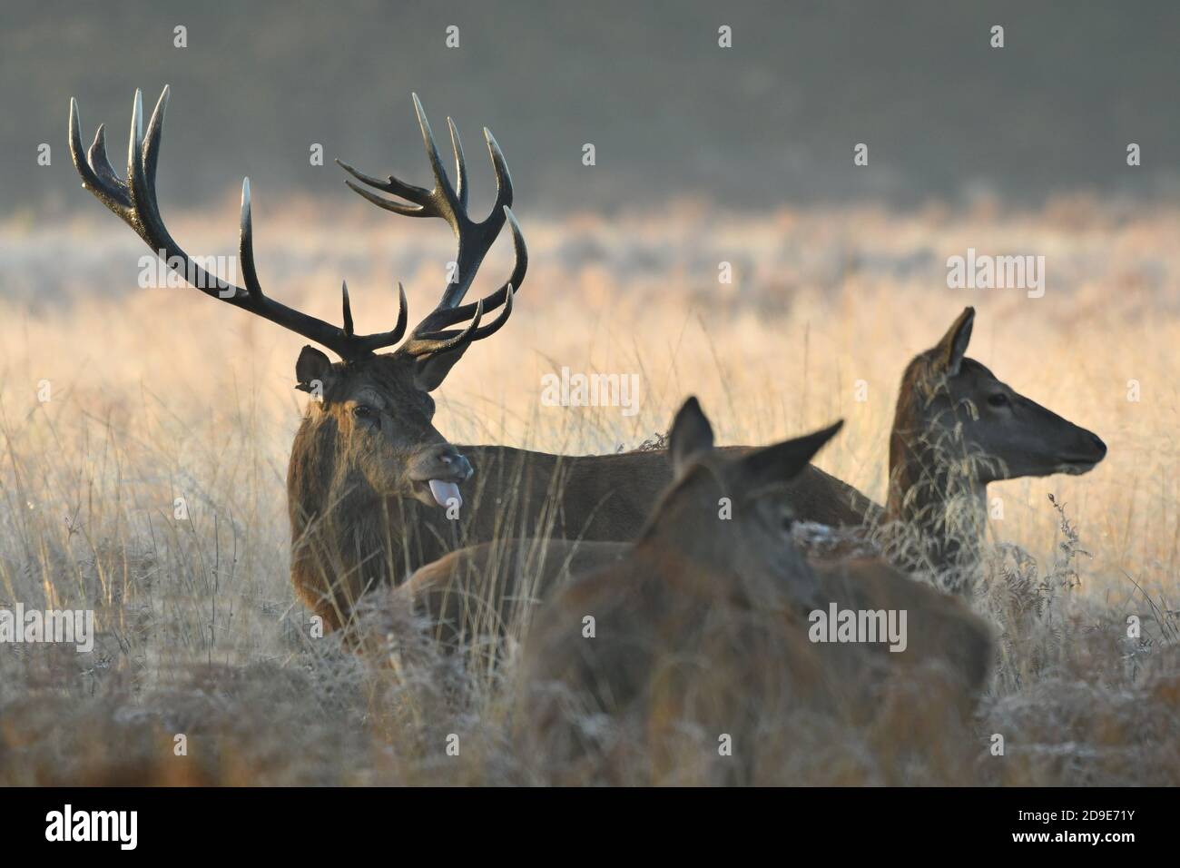 Face red deer hi-res stock photography and images - Alamy