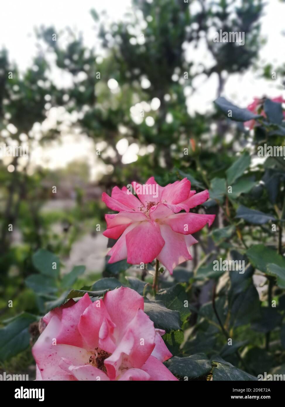 A rose Rosa is a woody perennial flowering plant of the genus Rosa, in ...
