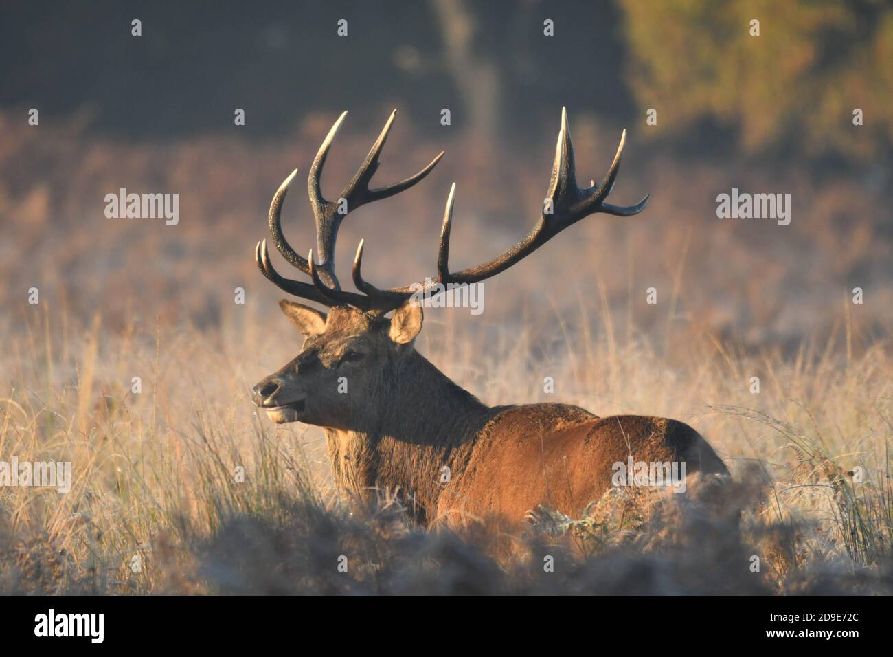 Face to face with Red deer Stock Photo - Alamy