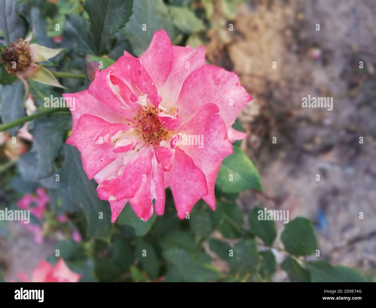 A rose Rosa is a woody perennial flowering plant of the genus Rosa, in ...