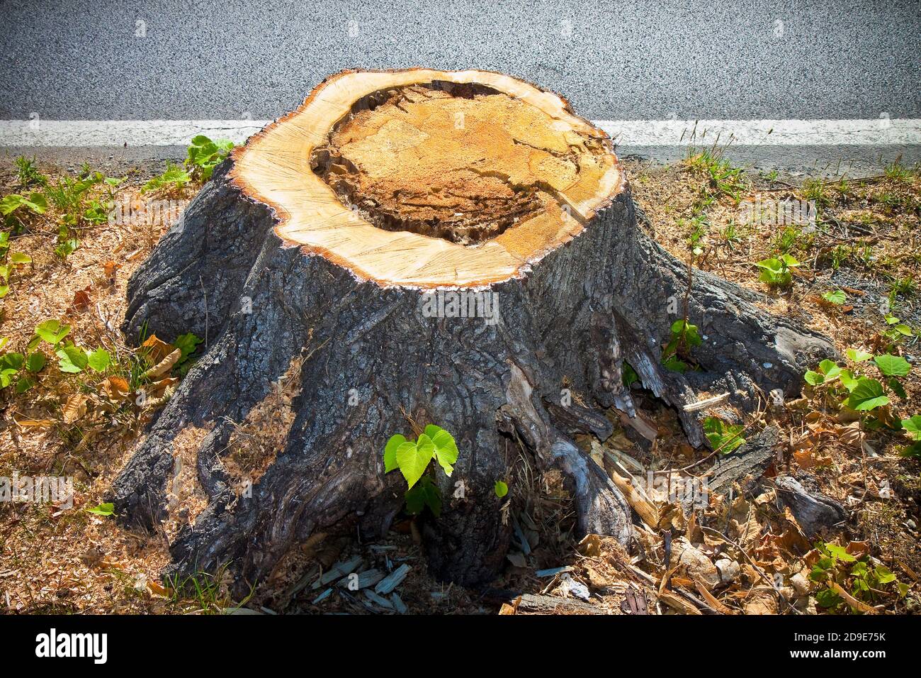 Detail of tree stump from recently cut tree. Linden tree was cut ...