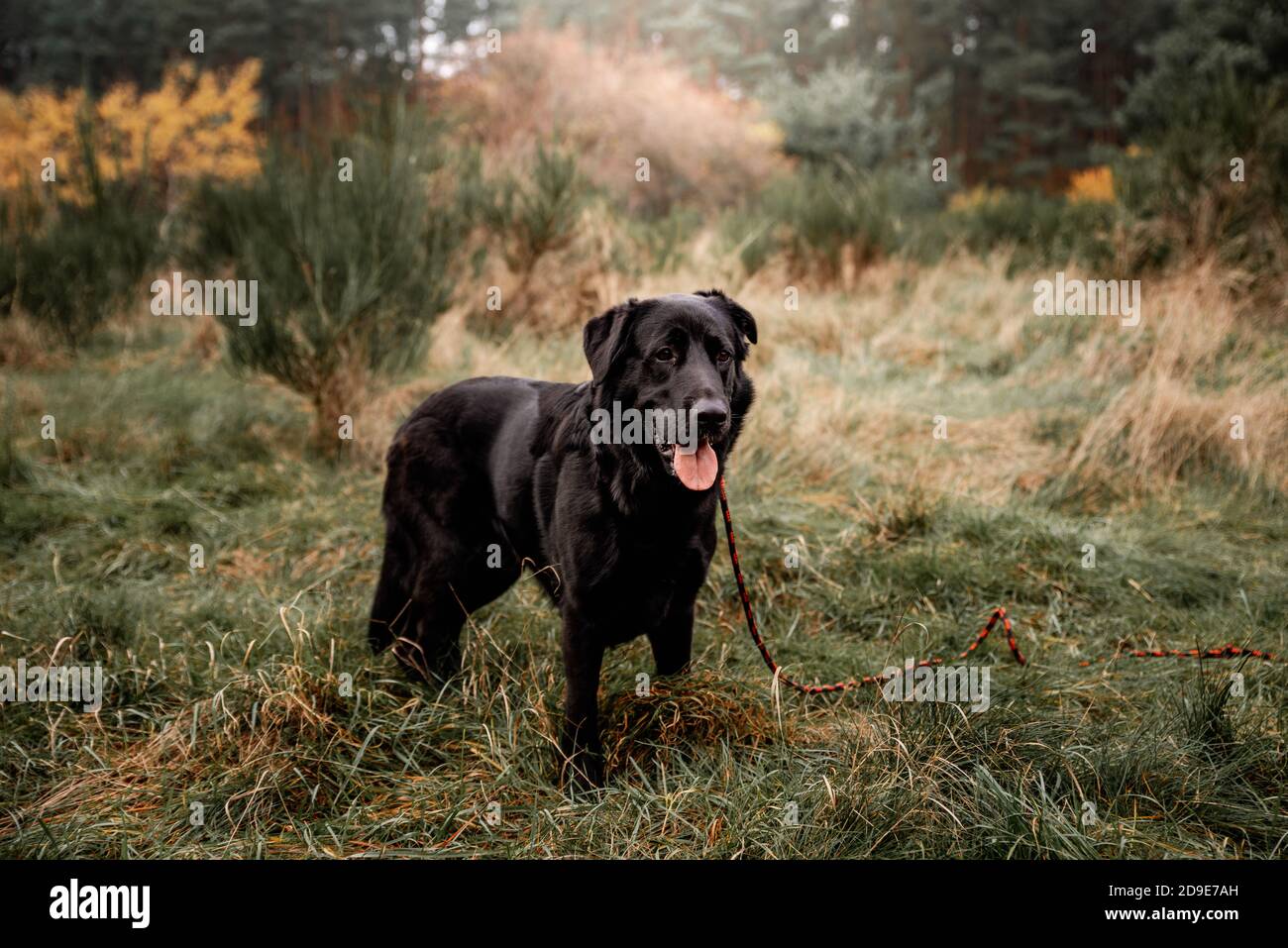 Black Dog on a walk in the woods Stock Photo - Alamy