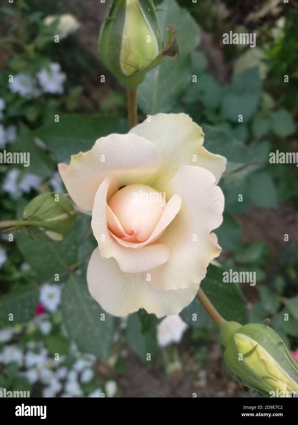 A rose Rosa is a woody perennial flowering plant of the genus Rosa, in ...