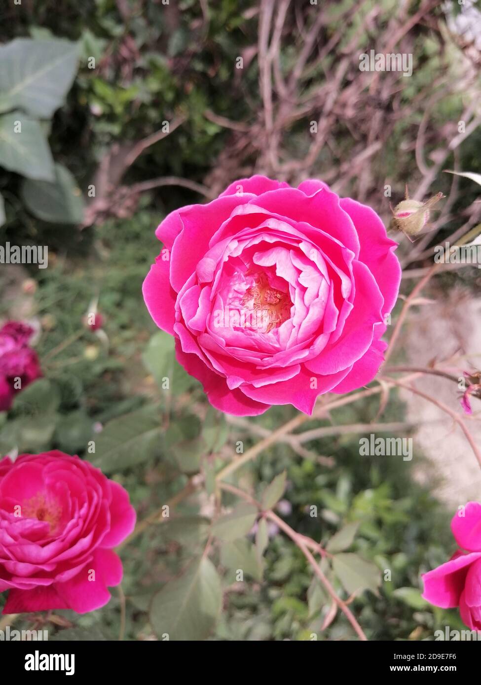 A rose Rosa is a woody perennial flowering plant of the genus Rosa, in ...