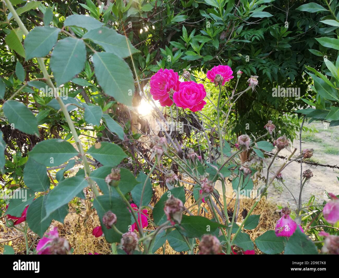 A rose Rosa is a woody perennial flowering plant of the genus Rosa, in ...