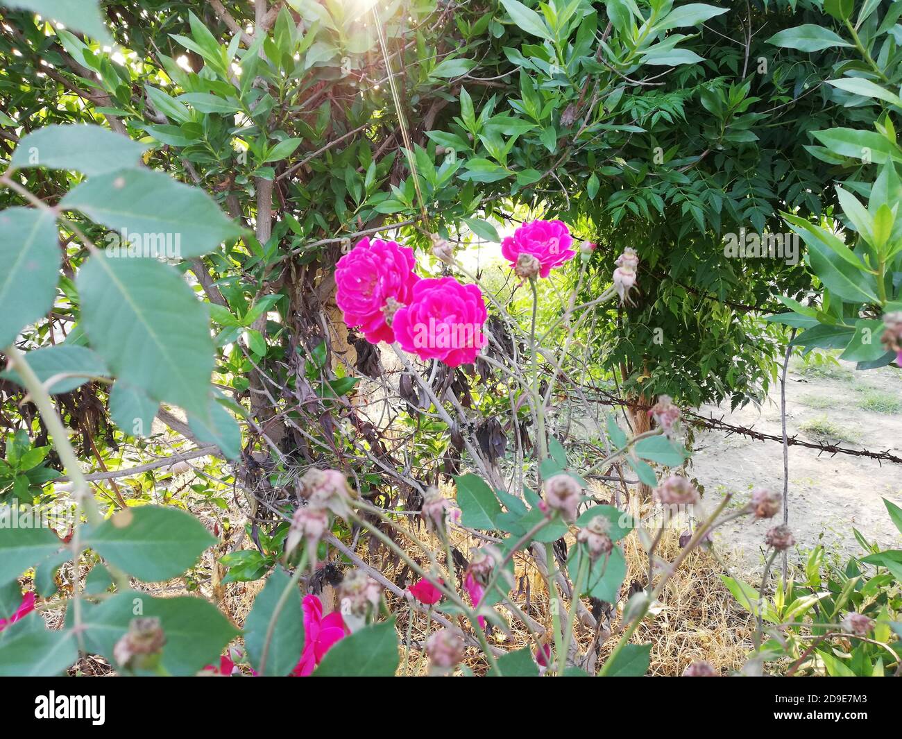 A rose Rosa is a woody perennial flowering plant of the genus Rosa, in ...