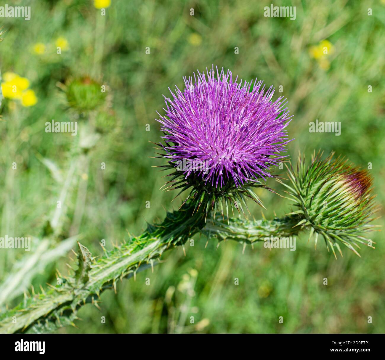 Thistle on a green background Stock Photo - Alamy