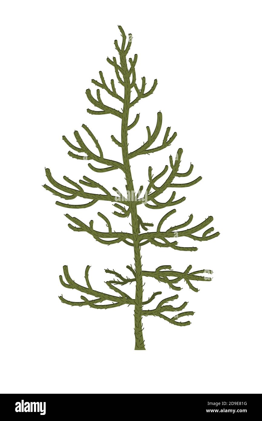 Monkey puzzle Tree or Araucaria araucana. Vector illustration Stock ...