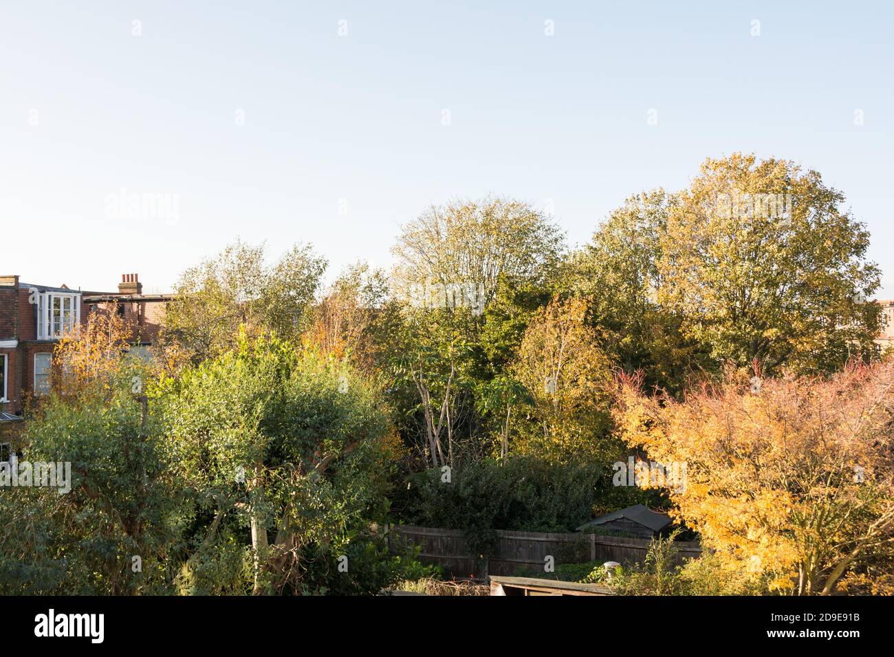 Colourful autumnal trees in suburban back gardens Stock Photo - Alamy