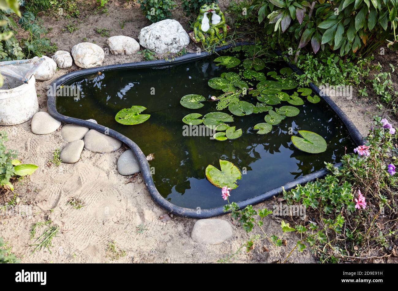 Decorative pond with green leaves in garden. Flower of a single water ...