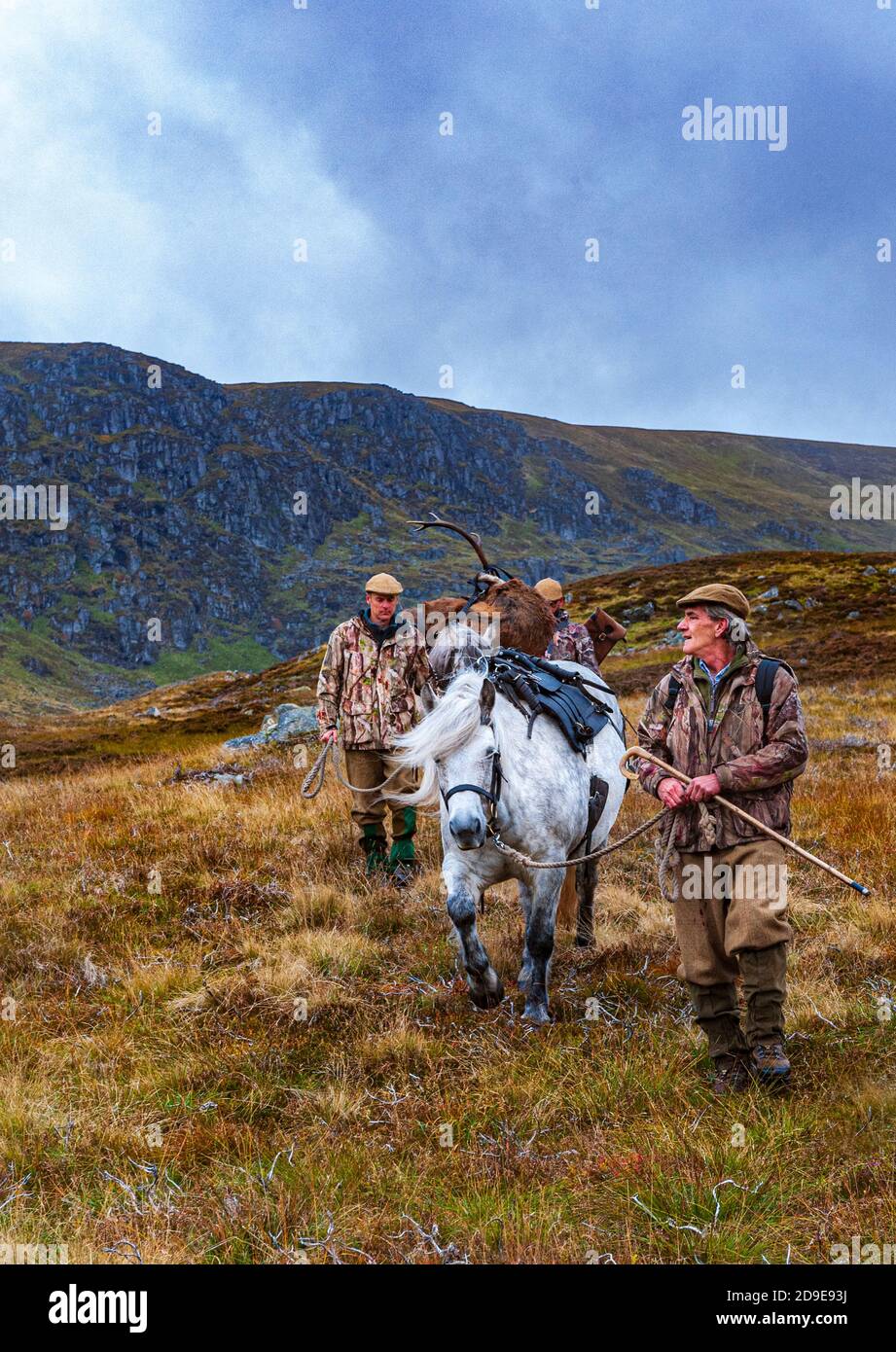 Horse carrying stag hi-res stock photography and images - Alamy