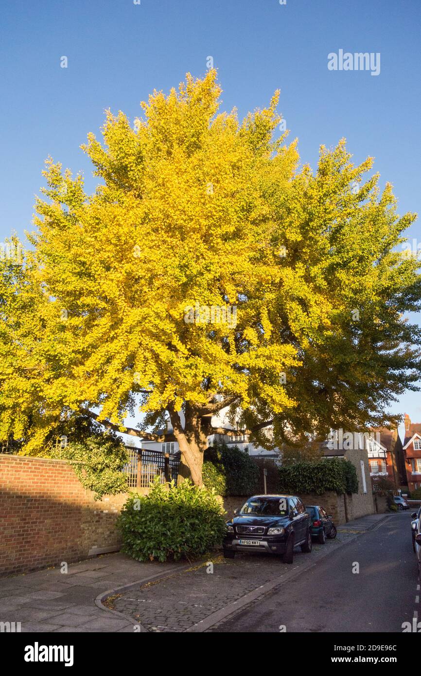 Maidenhair tree hi-res stock photography and images - Alamy