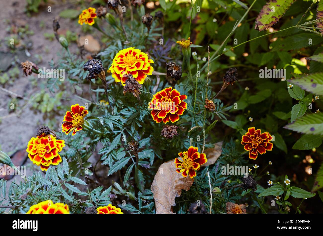 Tagetes patula french marigold yellow orange flower. Close up beautiful ...