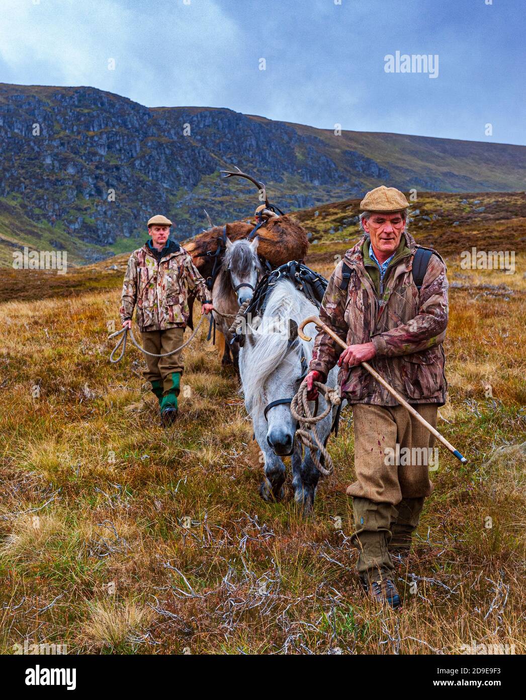 Working hunter pony hi-res stock photography and images - Alamy