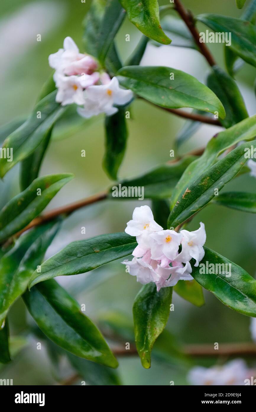 Nepalese paper plant alba hi-res stock photography and images - Alamy