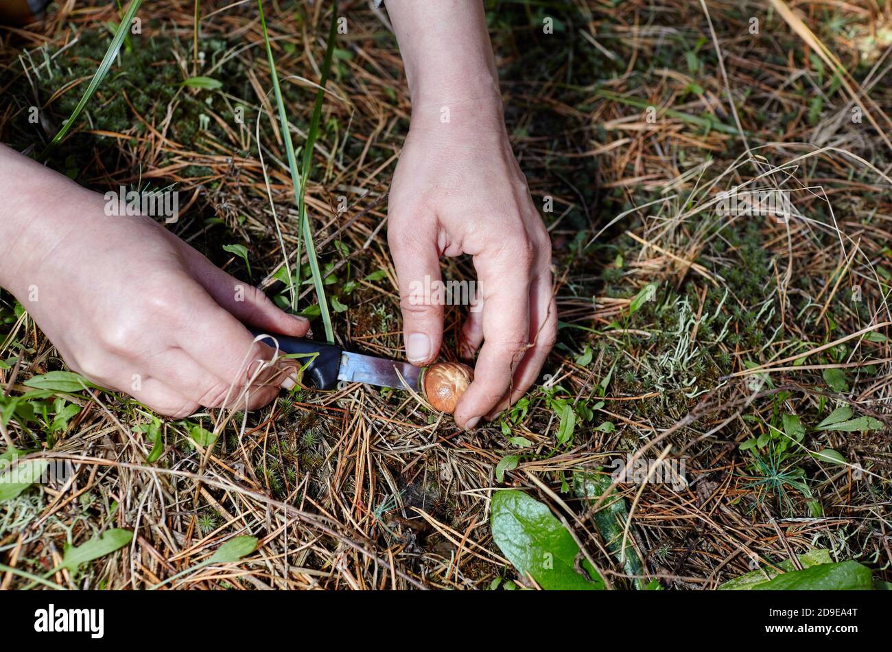 Picking wild mushrooms in autumn forest. Mushrooming and finding the ...