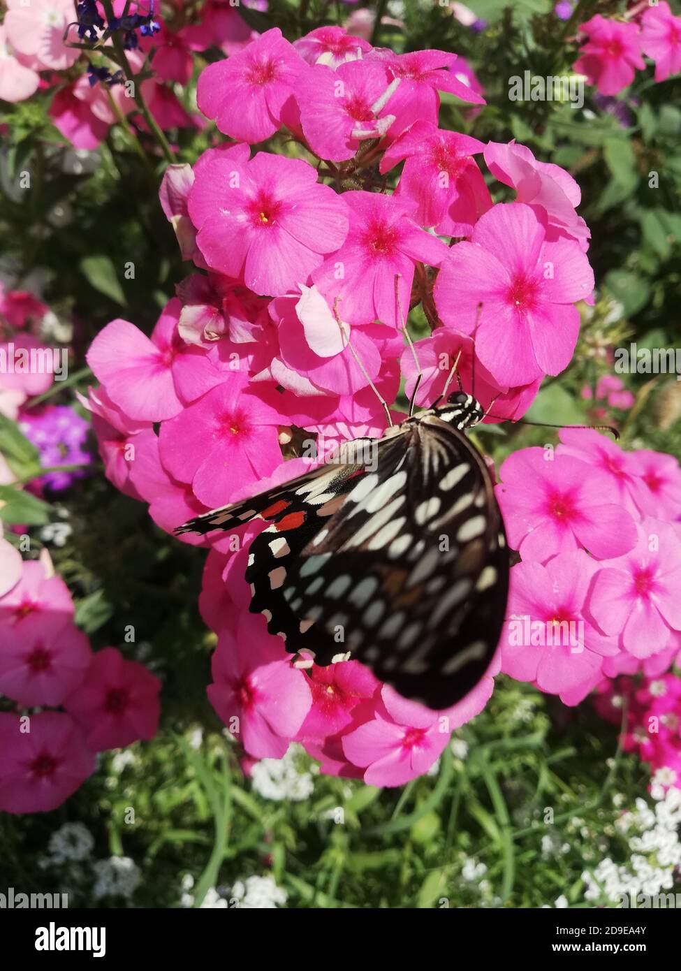 pink flowers with butterfly in garden Stock Photo - Alamy