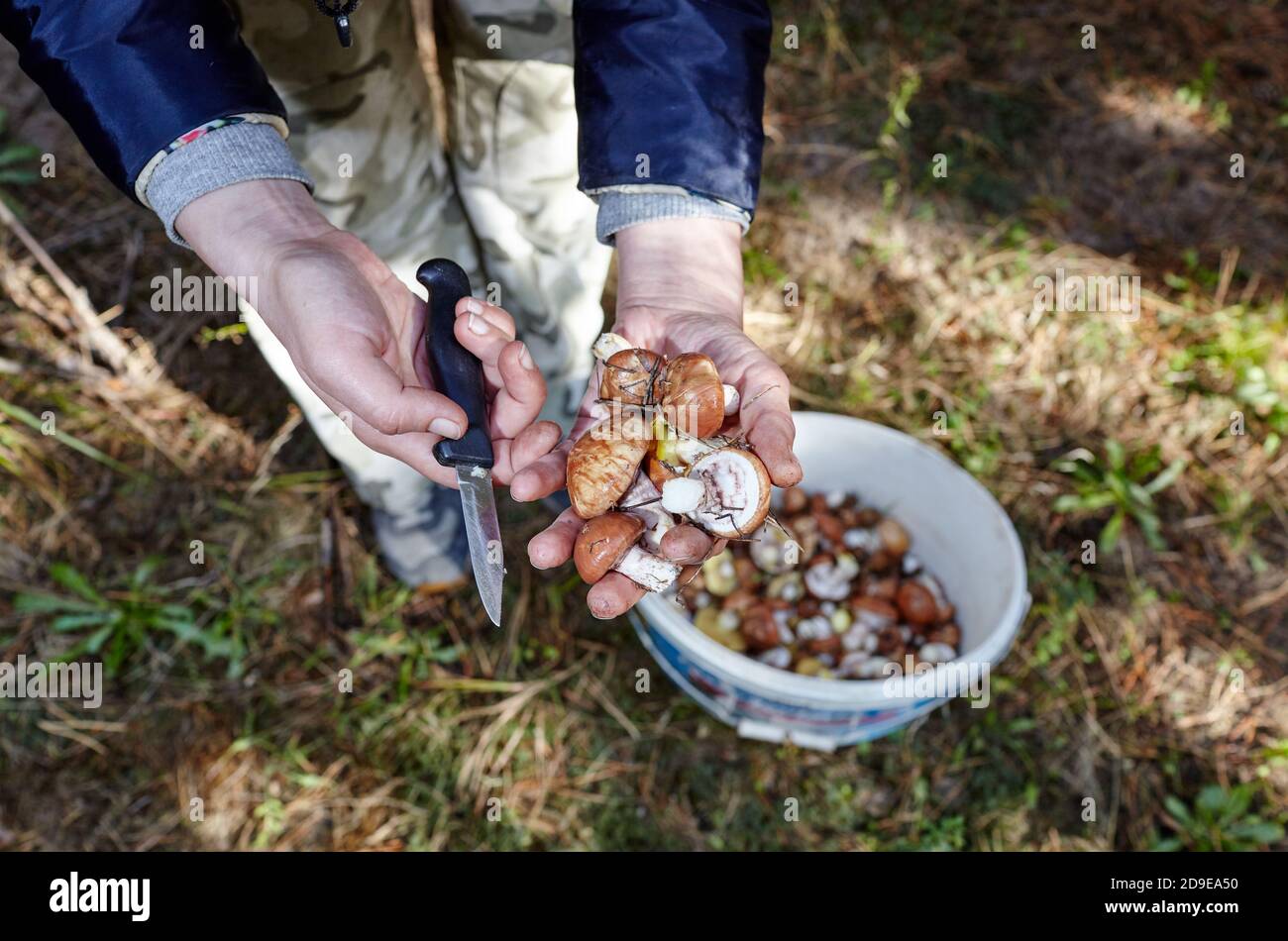 Picking Mushrooms High Resolution Stock Photography and Images - Alamy