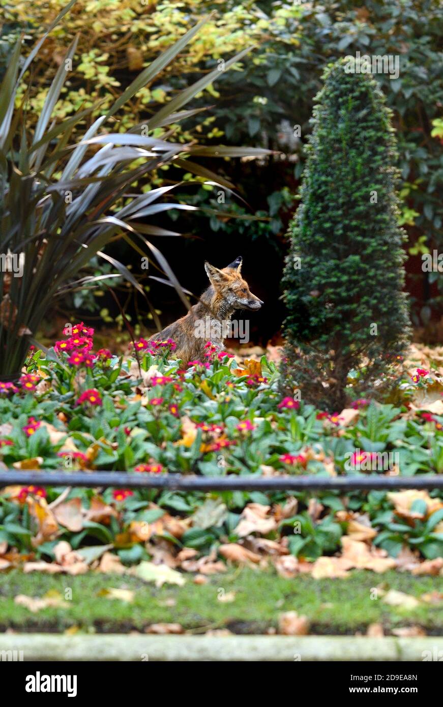 Europen Red Fox (Vulpes vulpes) rather unhealthy, mangy adult in a ...