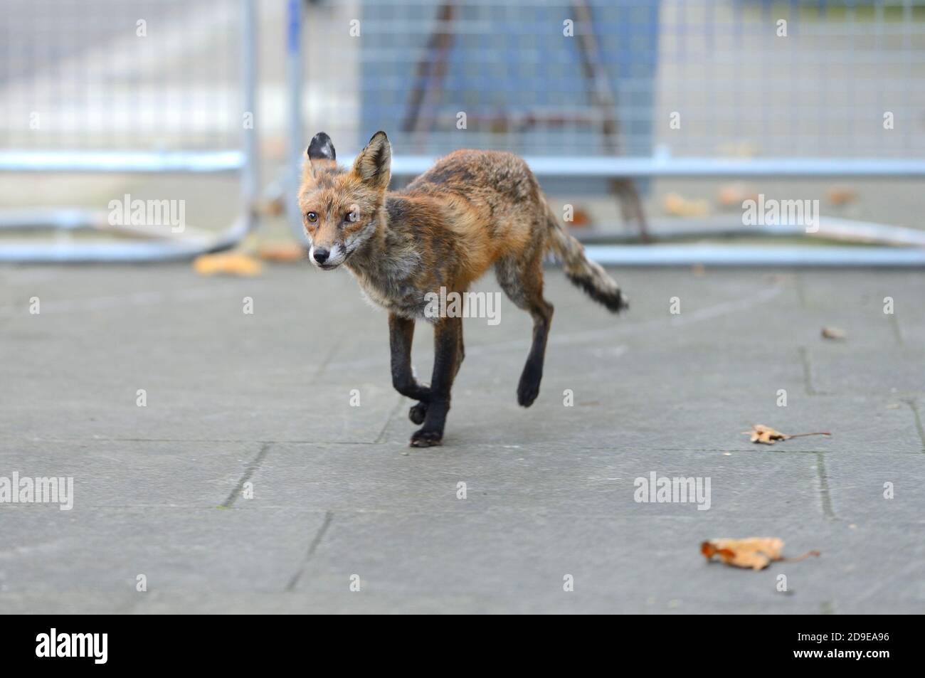 Europen Red Fox (Vulpes vulpes) rather unhealthy, mangy adult in the ...