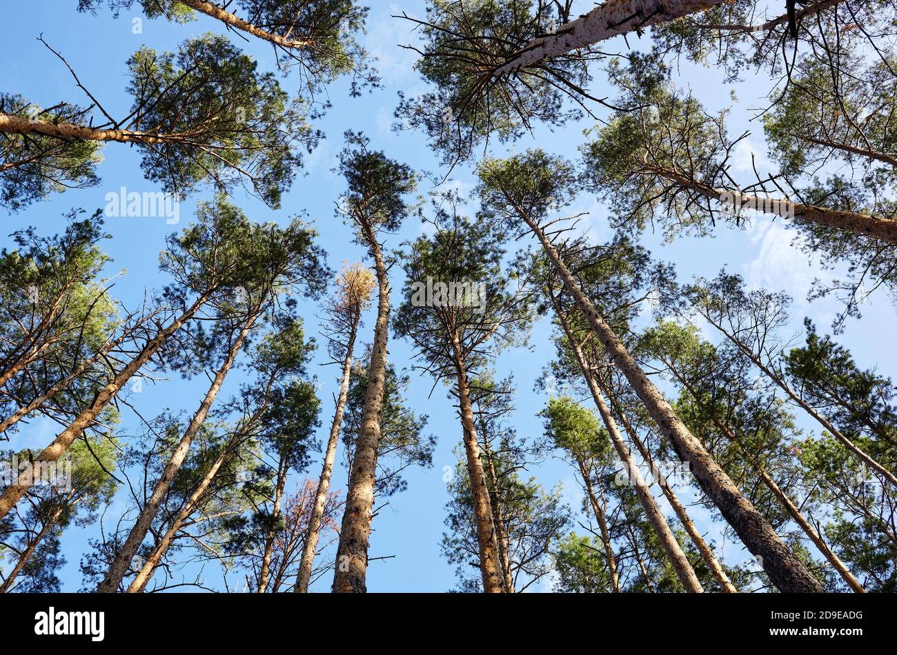 Old growth tress hi-res stock photography and images - Alamy