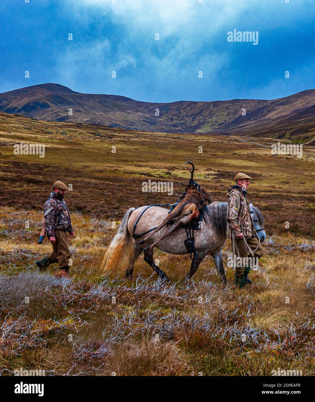 Scotland, UK – Ghillies leading a working highland pony, carrying a Red ...
