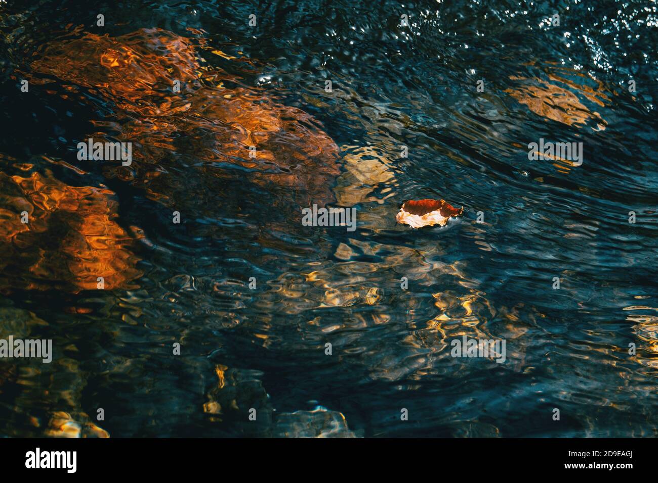 A dry fallen leaf floating on the surface of the water in a river Stock ...